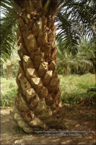 Filotaxia de la palma